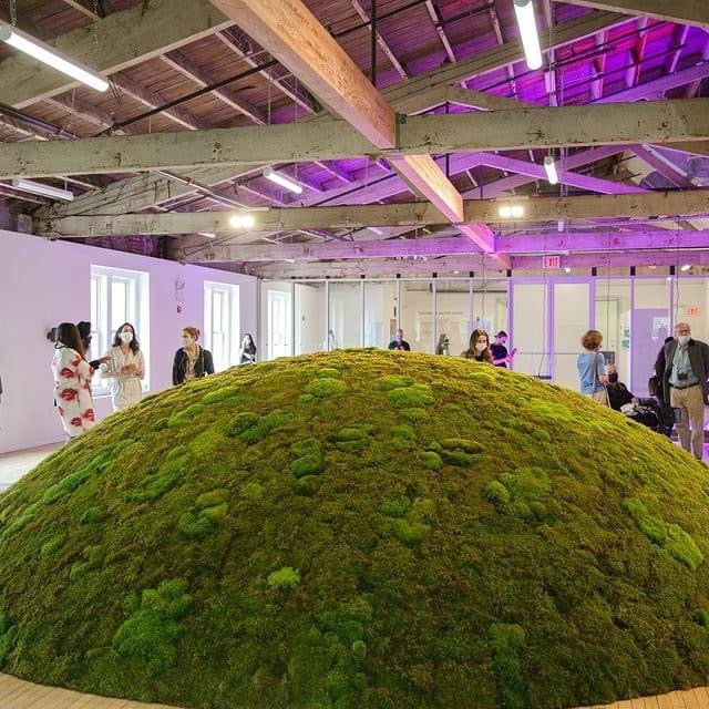 Design Studio – Moss Acres Biophilic Studio & Workshop