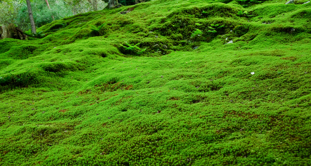Benefits of Moss – Moss Acres Biophilic Studio & Workshop